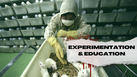 Animals Used in Experi... | Animal Exploitation Encyclopedia