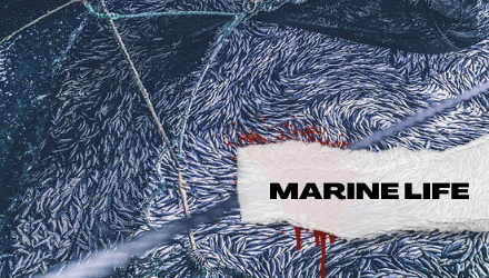 Marine Life Exploitation | Animal Exploitation Encyclopedia